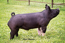 Top Cut Genetics : Boar Stud