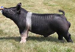 Top Cut Genetics : Boar Stud